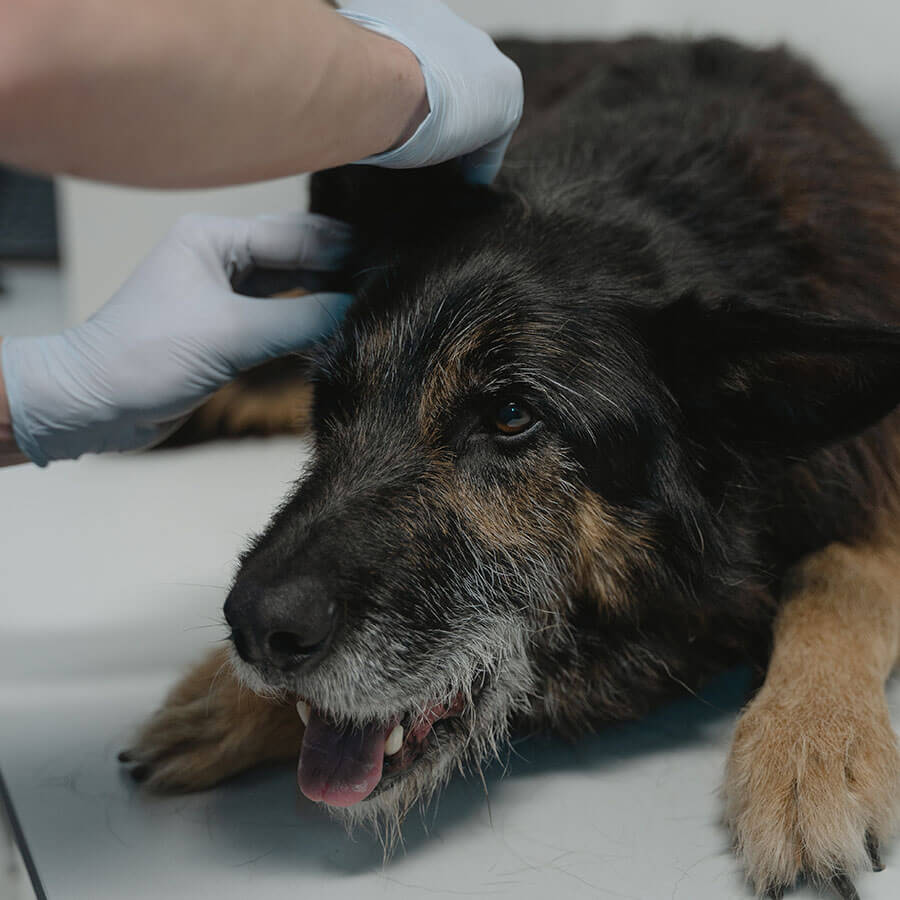 Why Farmina Uses Pet-Based Feeding Trials to Test Dog and Cat Foods ...