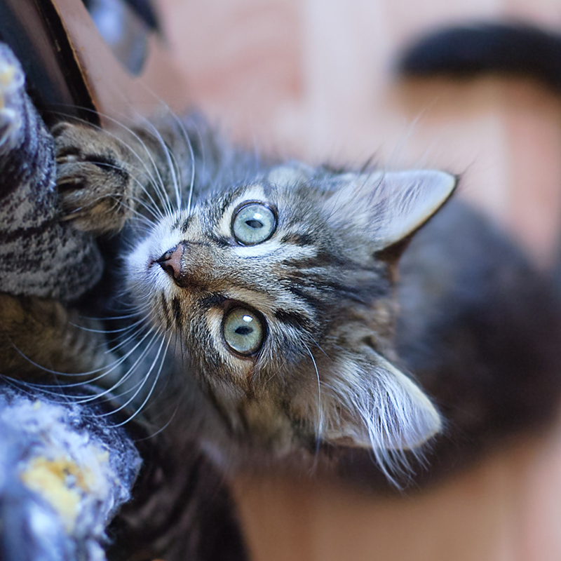 Cat Scratch Fever, Various Poop Eating - Mud Bay