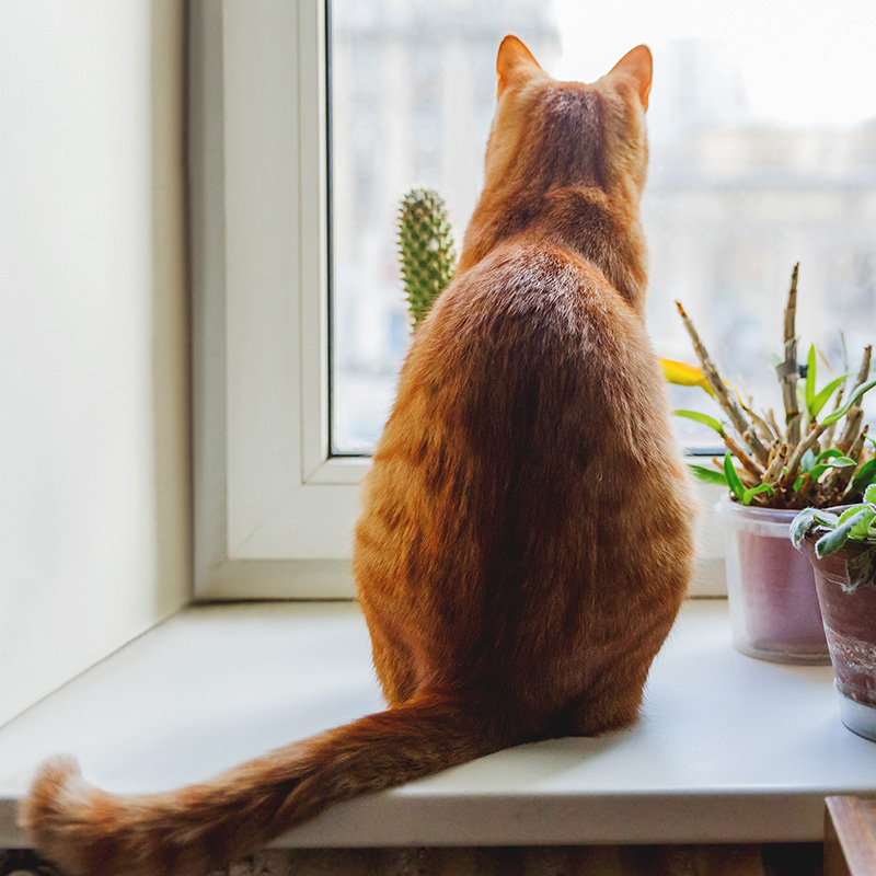 Kitty Breakfast Barfing, How to Care for a Good Ol’ Boy, and Much, Much ...